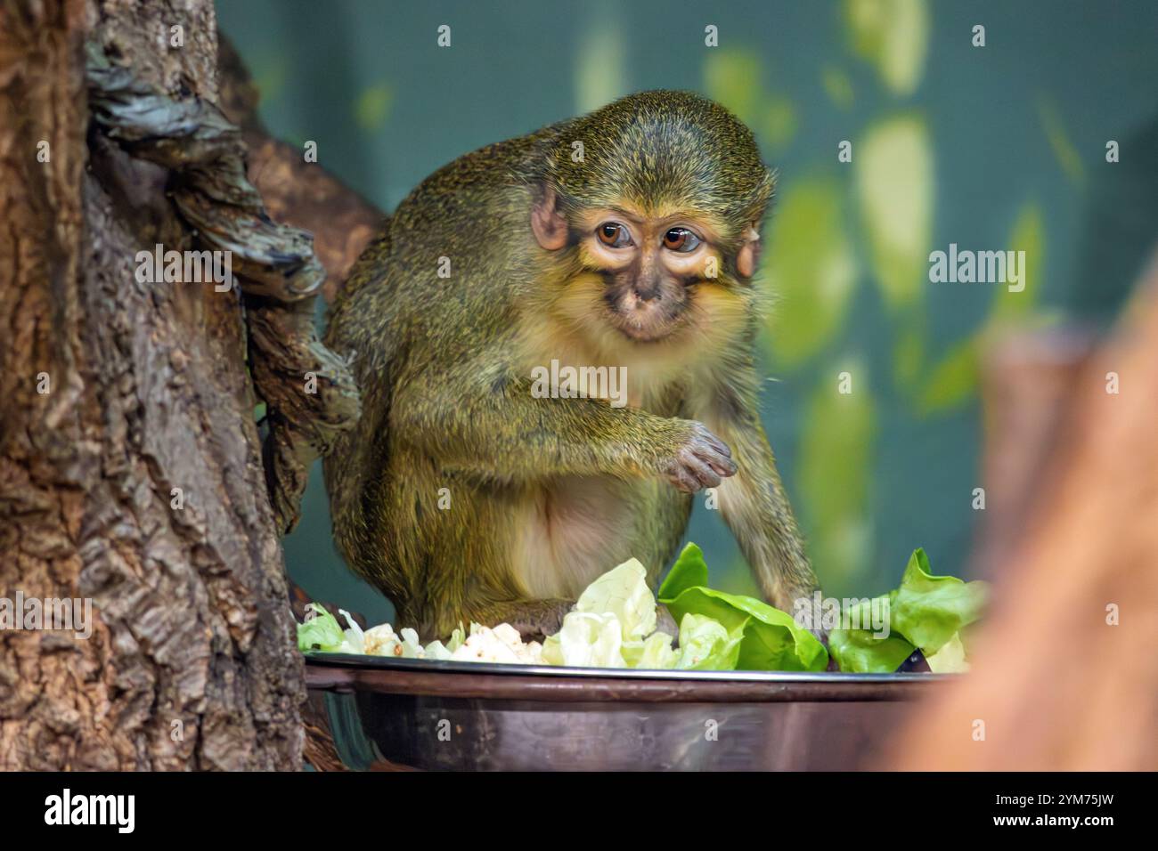 Gabonese talapoin (Miopithecus ogouensis), also known as northern ...