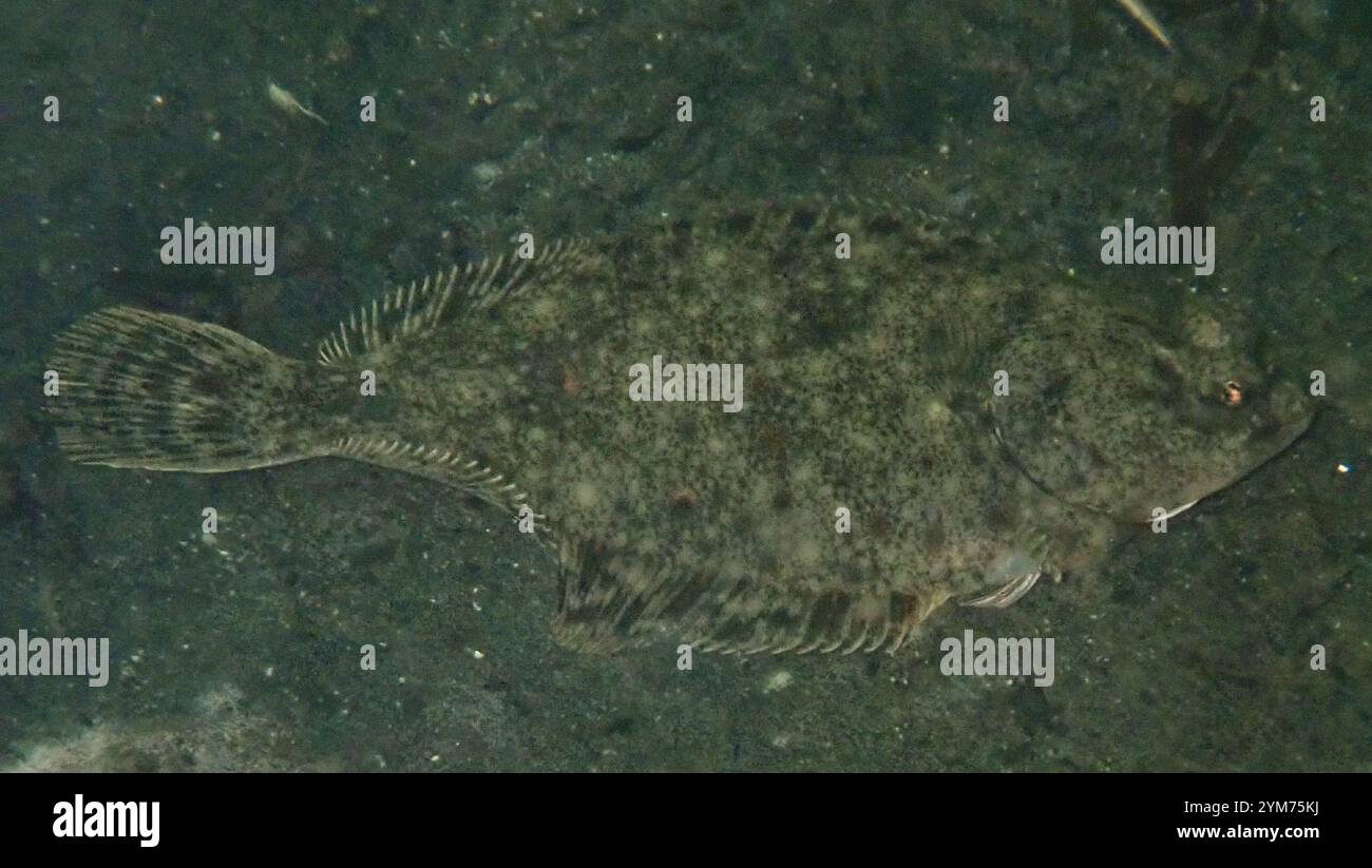 European Flounder (Platichthys flesus Stock Photo - Alamy