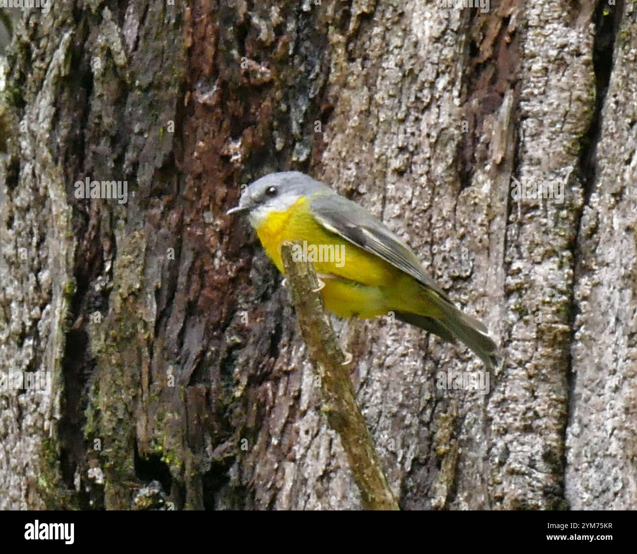 Eastern Yellow Robin (Eopsaltria australis Stock Photo - Alamy