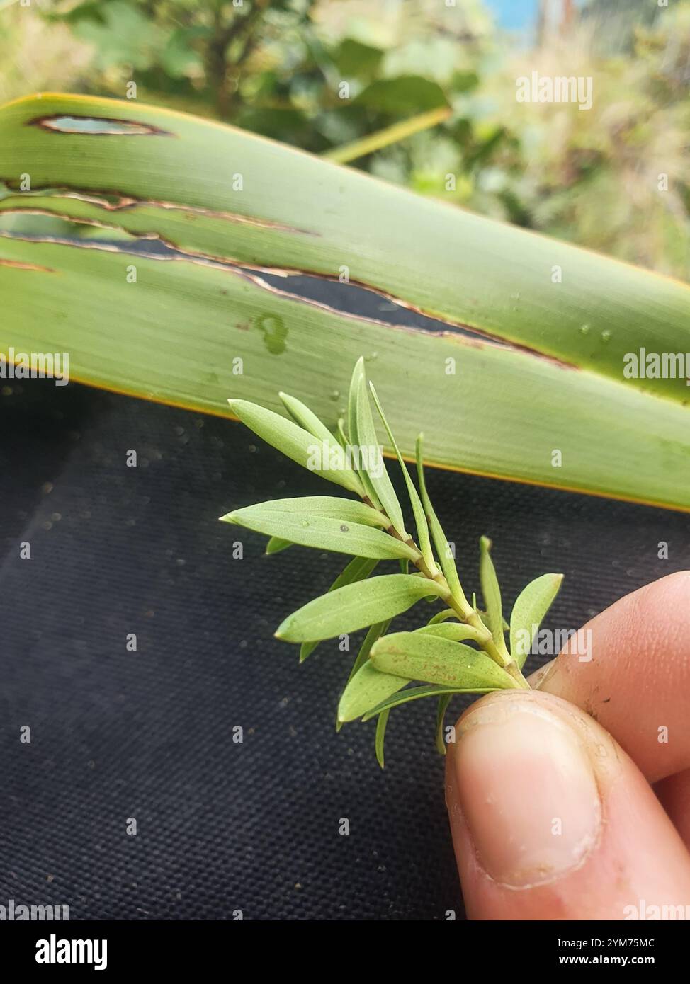 Tree Hebe (Veronica parviflora Stock Photo - Alamy