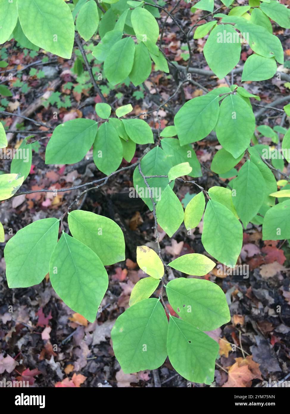 eastern leatherwood (Dirca palustris Stock Photo - Alamy