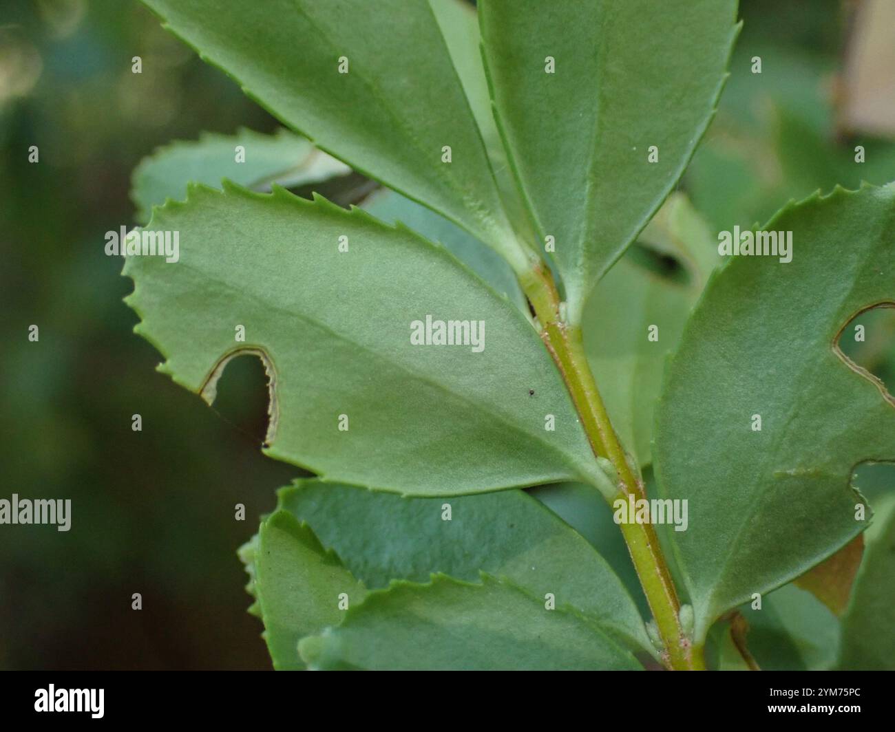 Oregon Boxwood (Paxistima myrsinites Stock Photo - Alamy