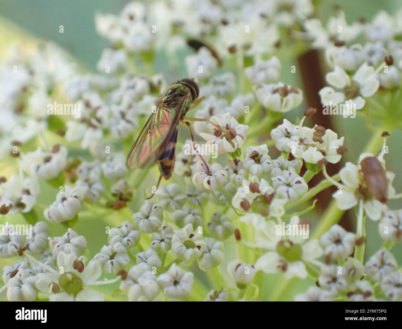 Variable Duskyface Fly (Melanostoma mellinum Stock Photo - Alamy