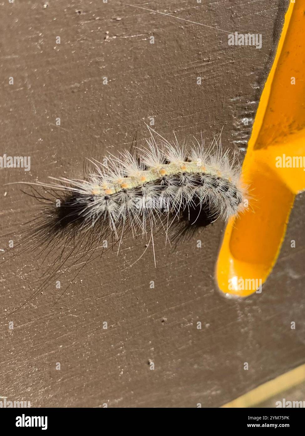 Fall Webworm Moth (Hyphantria cunea Stock Photo - Alamy