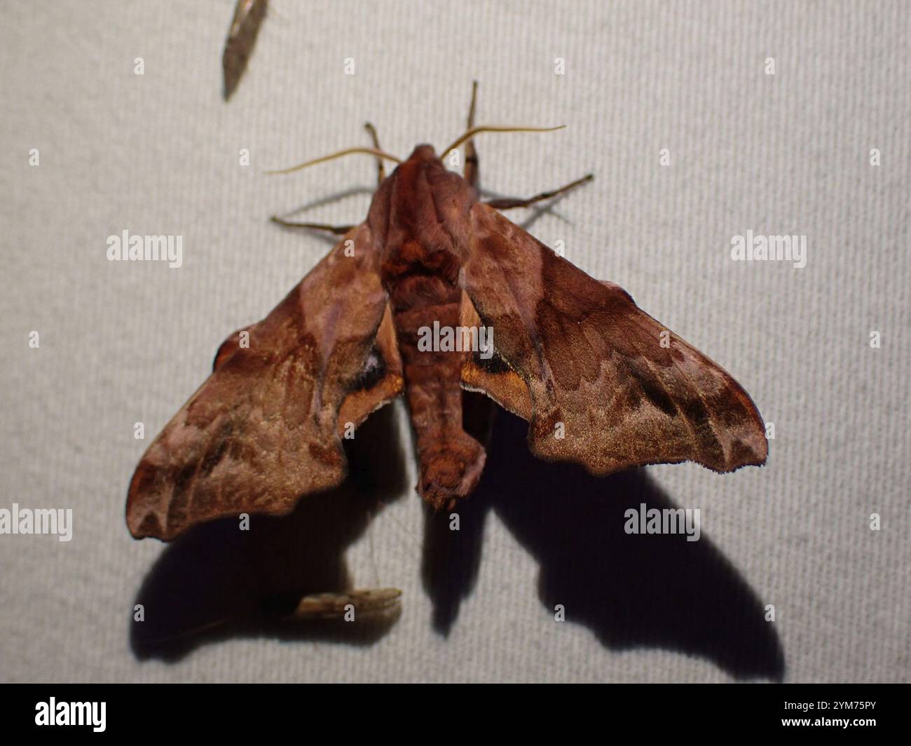 Small-eyed Sphinx (Paonias myops Stock Photo - Alamy