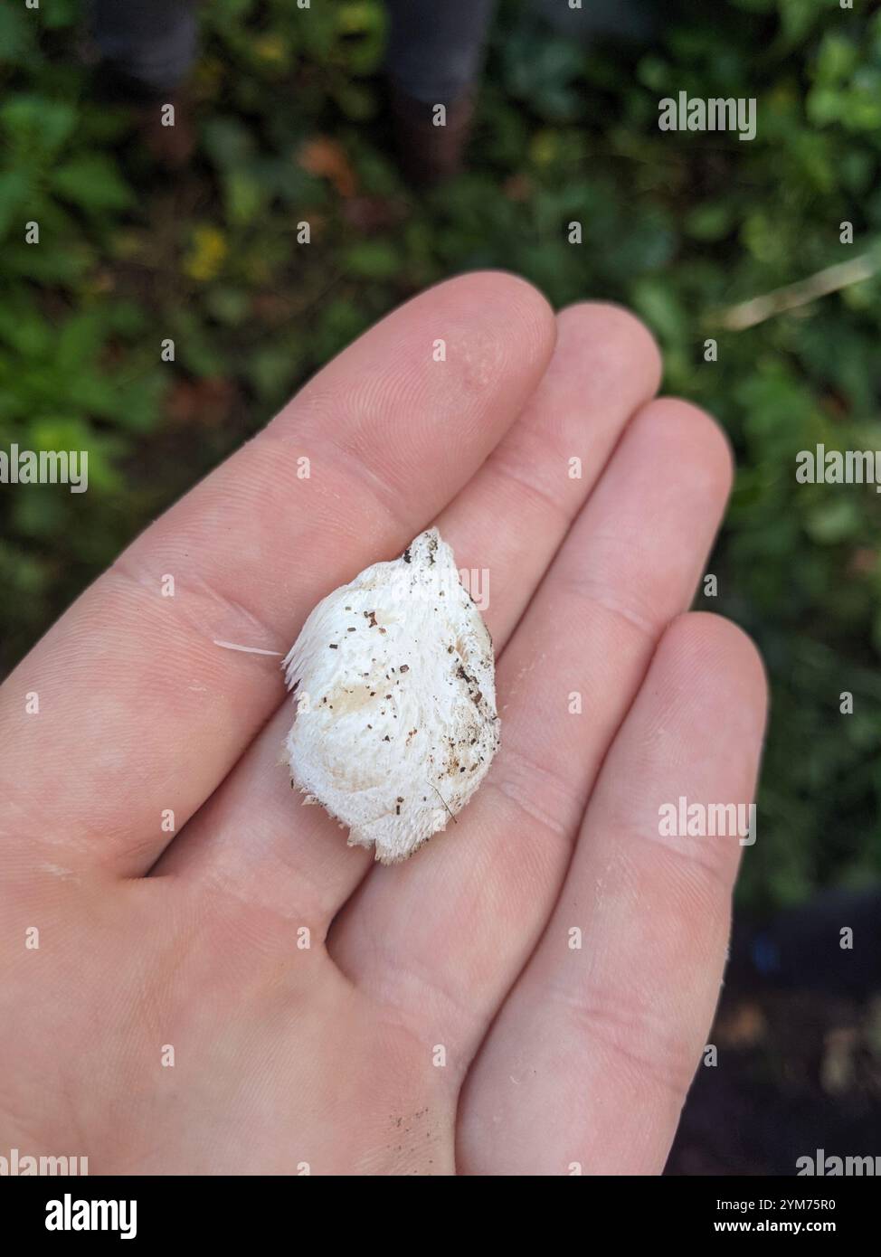 Tiered tooth fungus (Hericium cirrhatum Stock Photo - Alamy