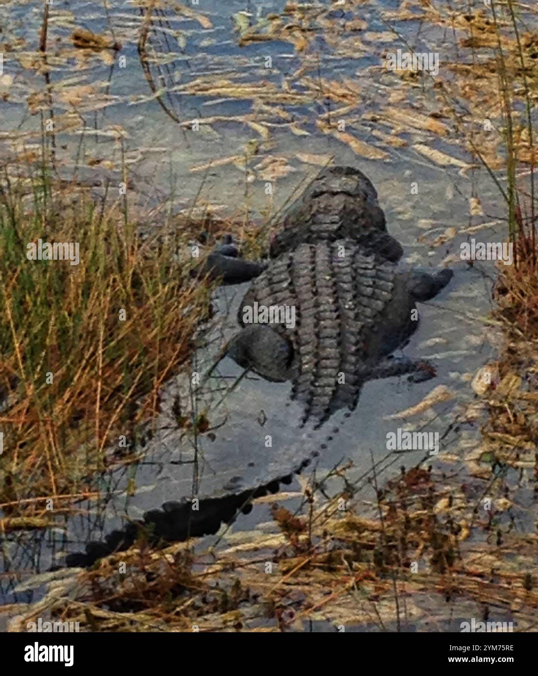 American Alligator (Alligator mississippiensis Stock Photo - Alamy
