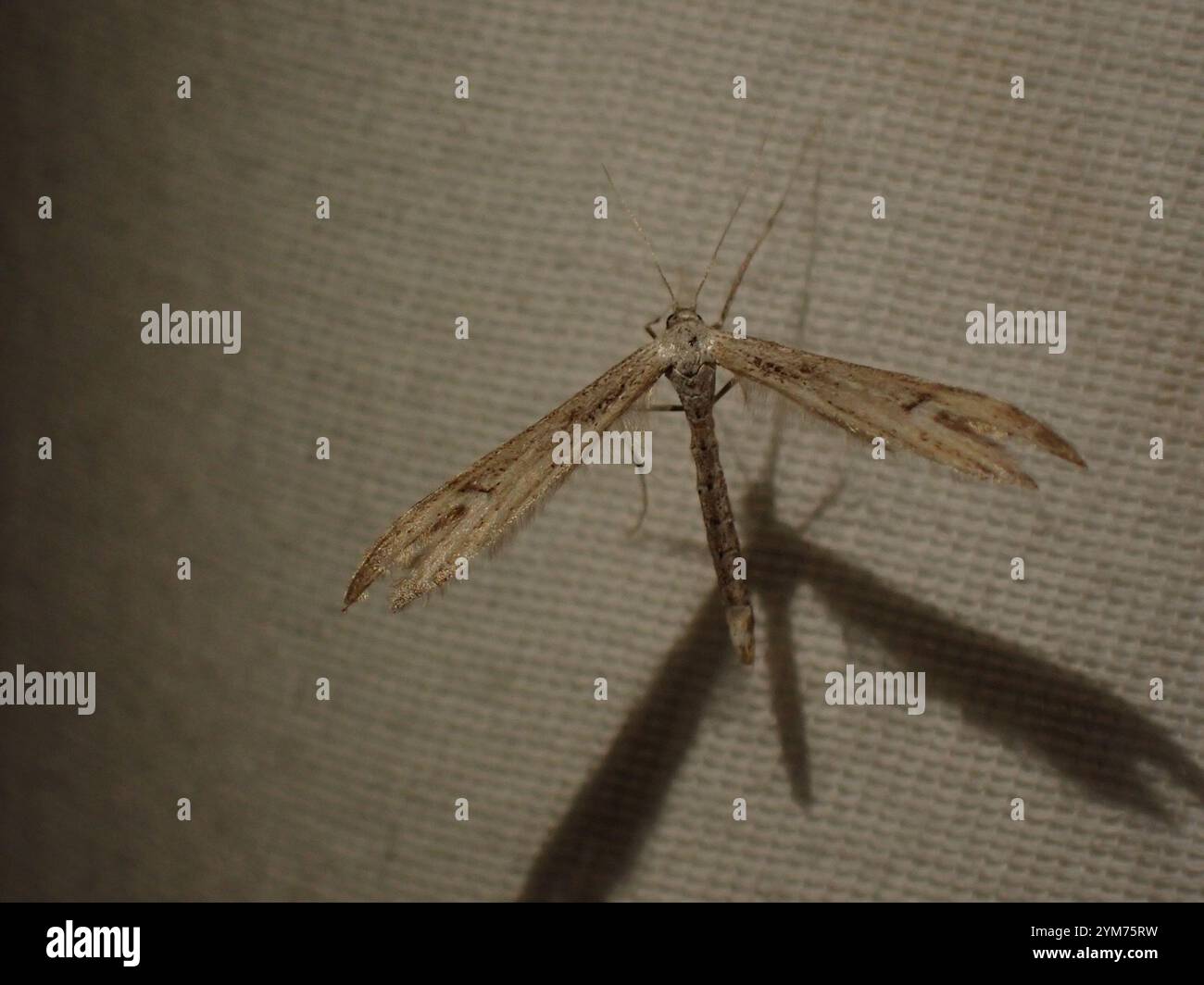 Plume Moths (Pterophoridae Stock Photo - Alamy