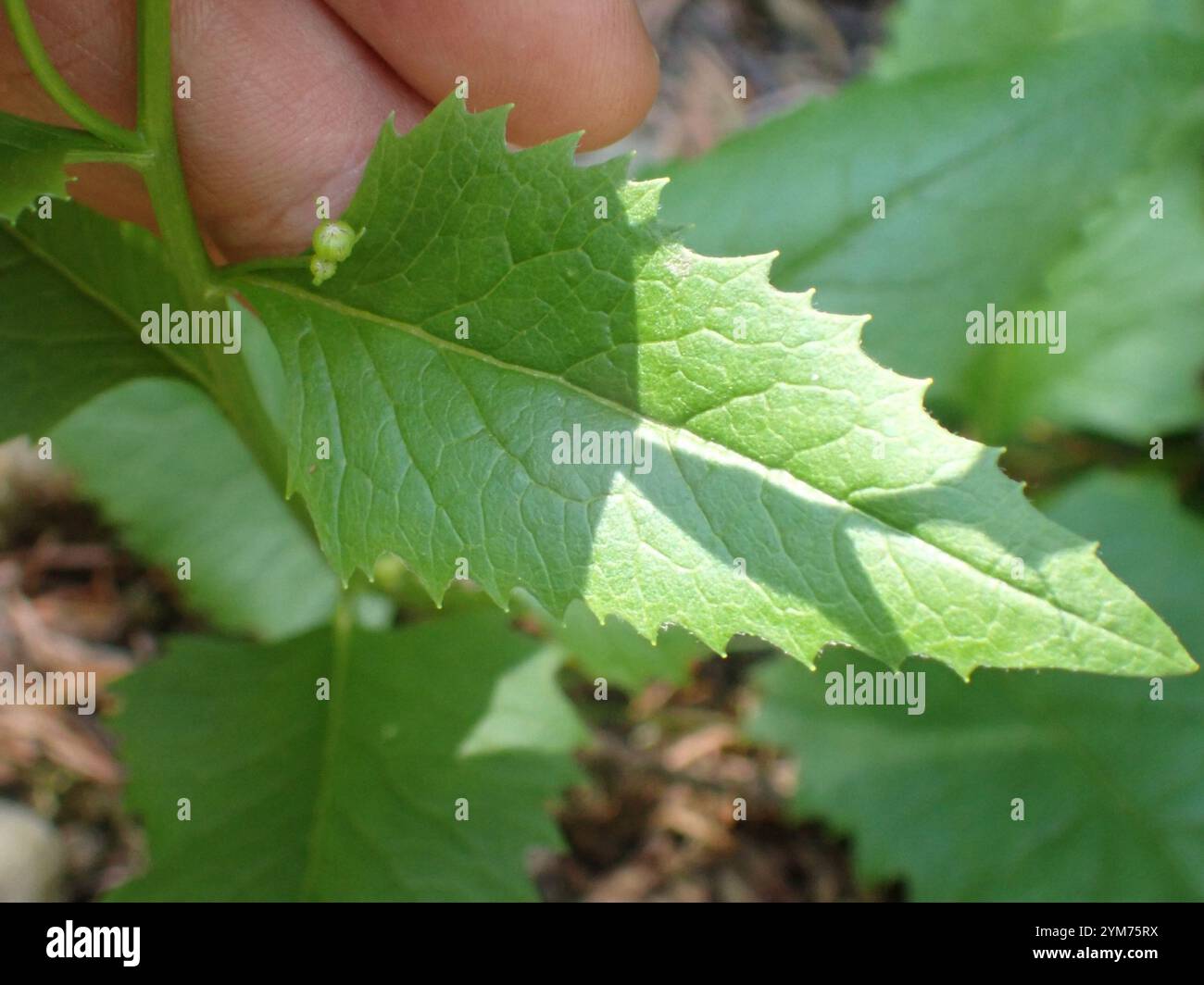 Arrowleaf Senecio (Senecio triangularis Stock Photo - Alamy