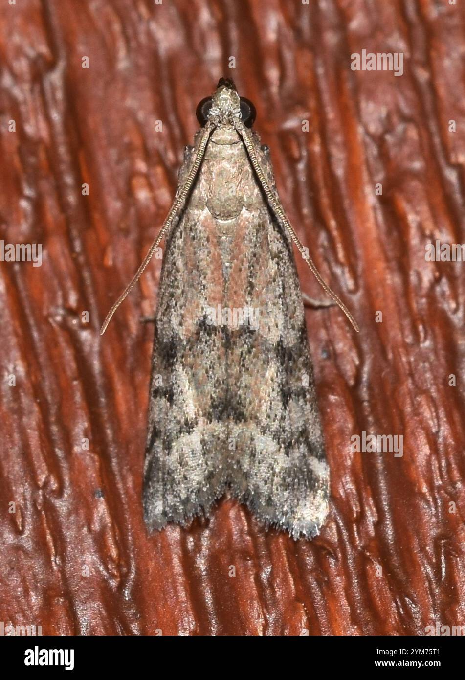 Dried Fruit Moth (Vitula edmandsii Stock Photo - Alamy