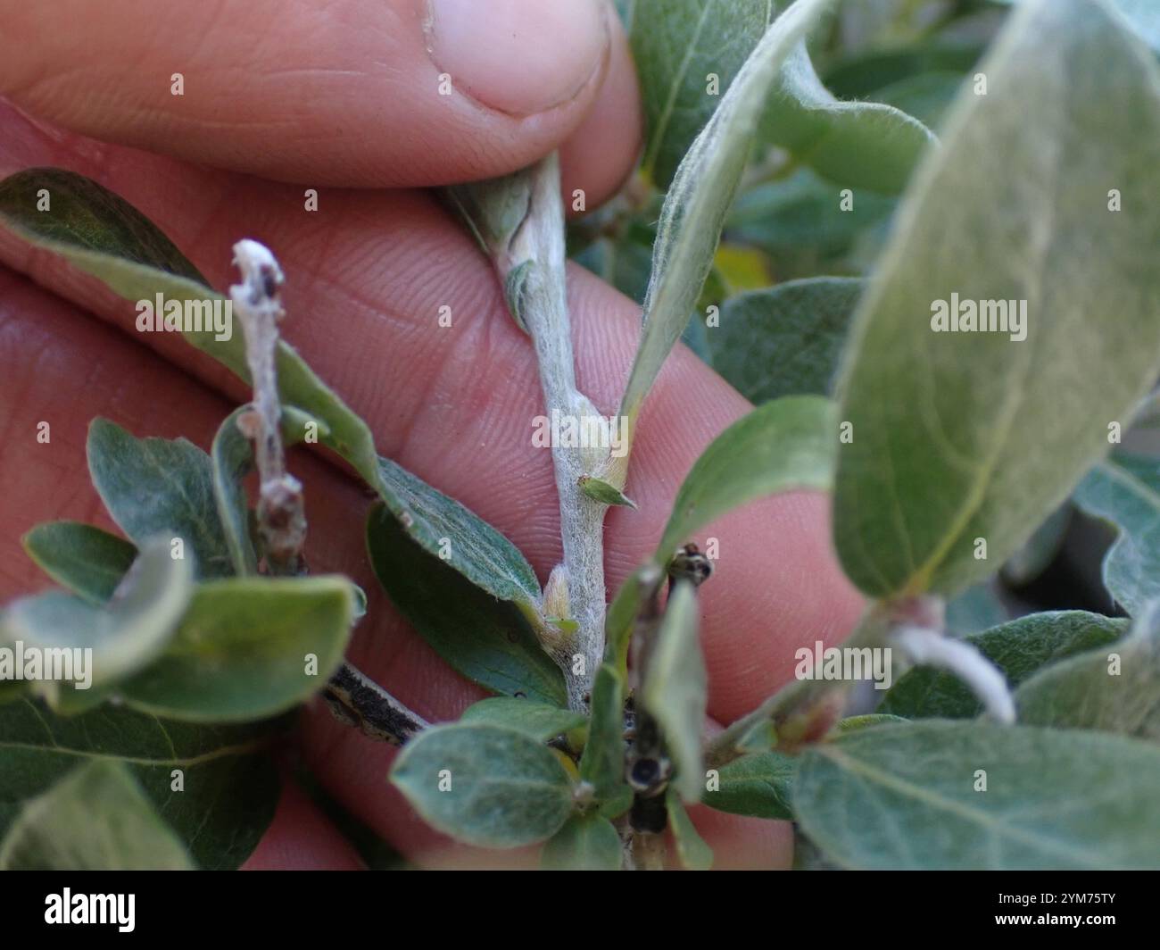 Alaska willow (Salix alaxensis Stock Photo - Alamy
