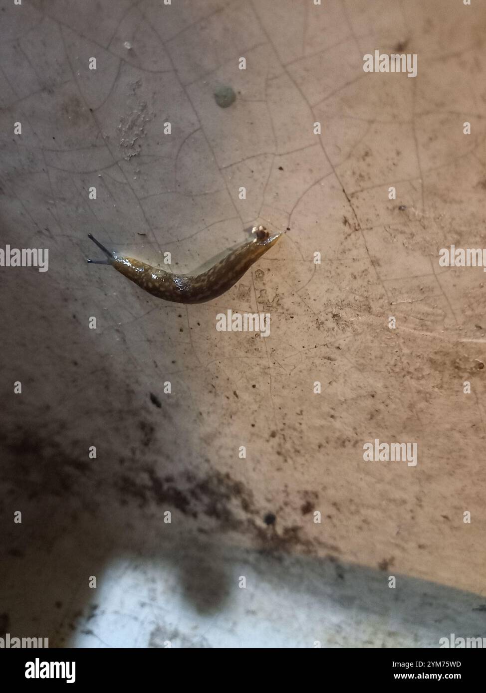 Yellow Cellar Slug (Limacus flavus Stock Photo - Alamy