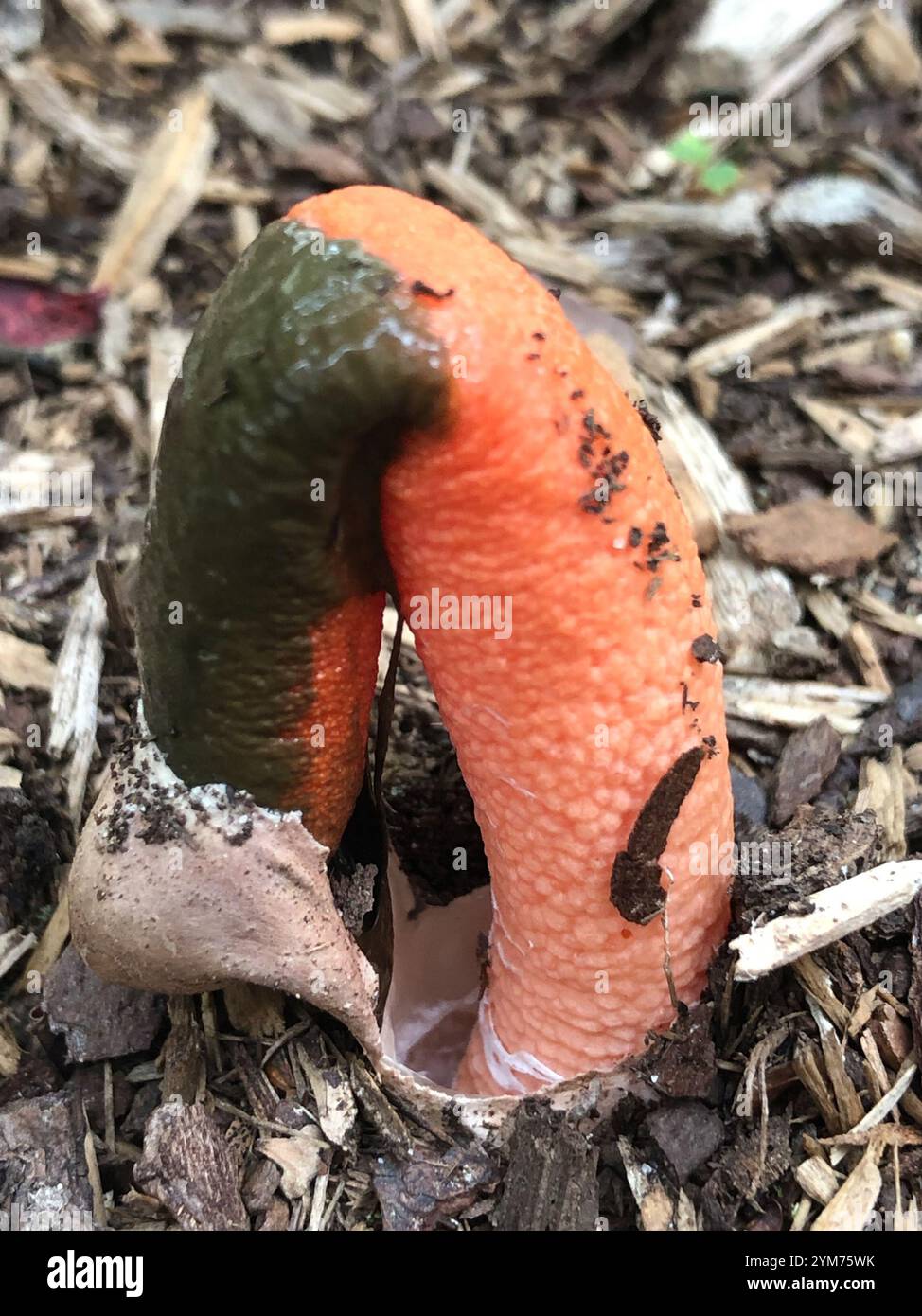 Mutinus elegans hi-res stock photography and images - Alamy