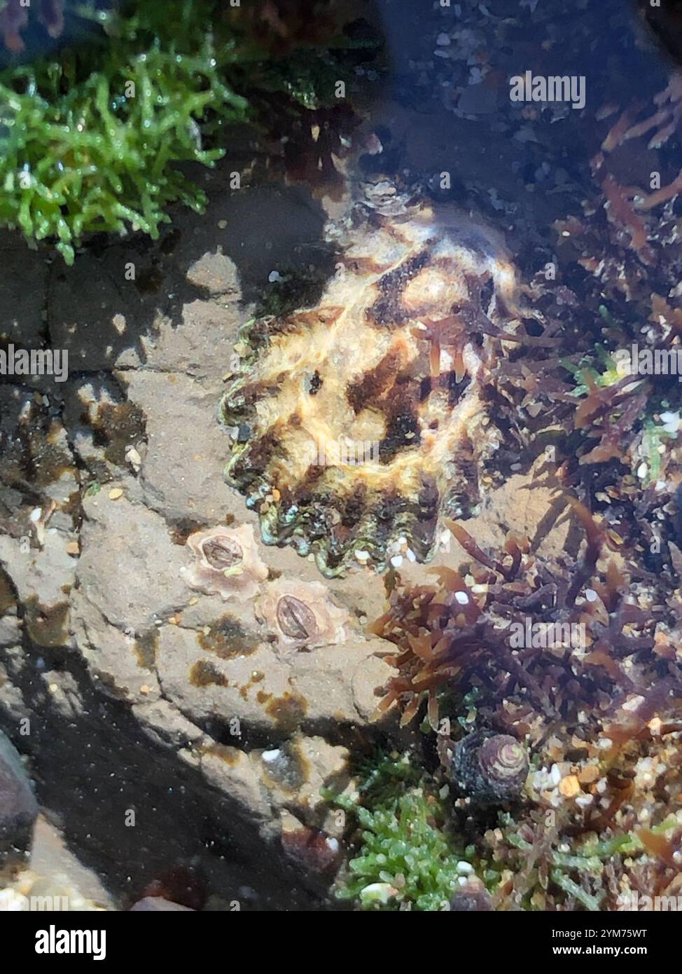 Rough Limpet (Lottia scabra Stock Photo - Alamy
