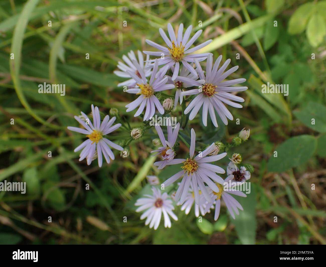 American asters (Symphyotrichum Stock Photo - Alamy