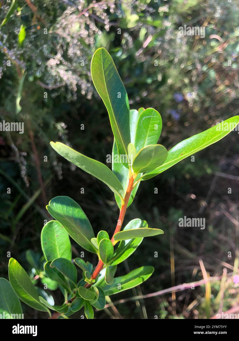 Swamp titi (Cyrilla racemiflora Stock Photo - Alamy
