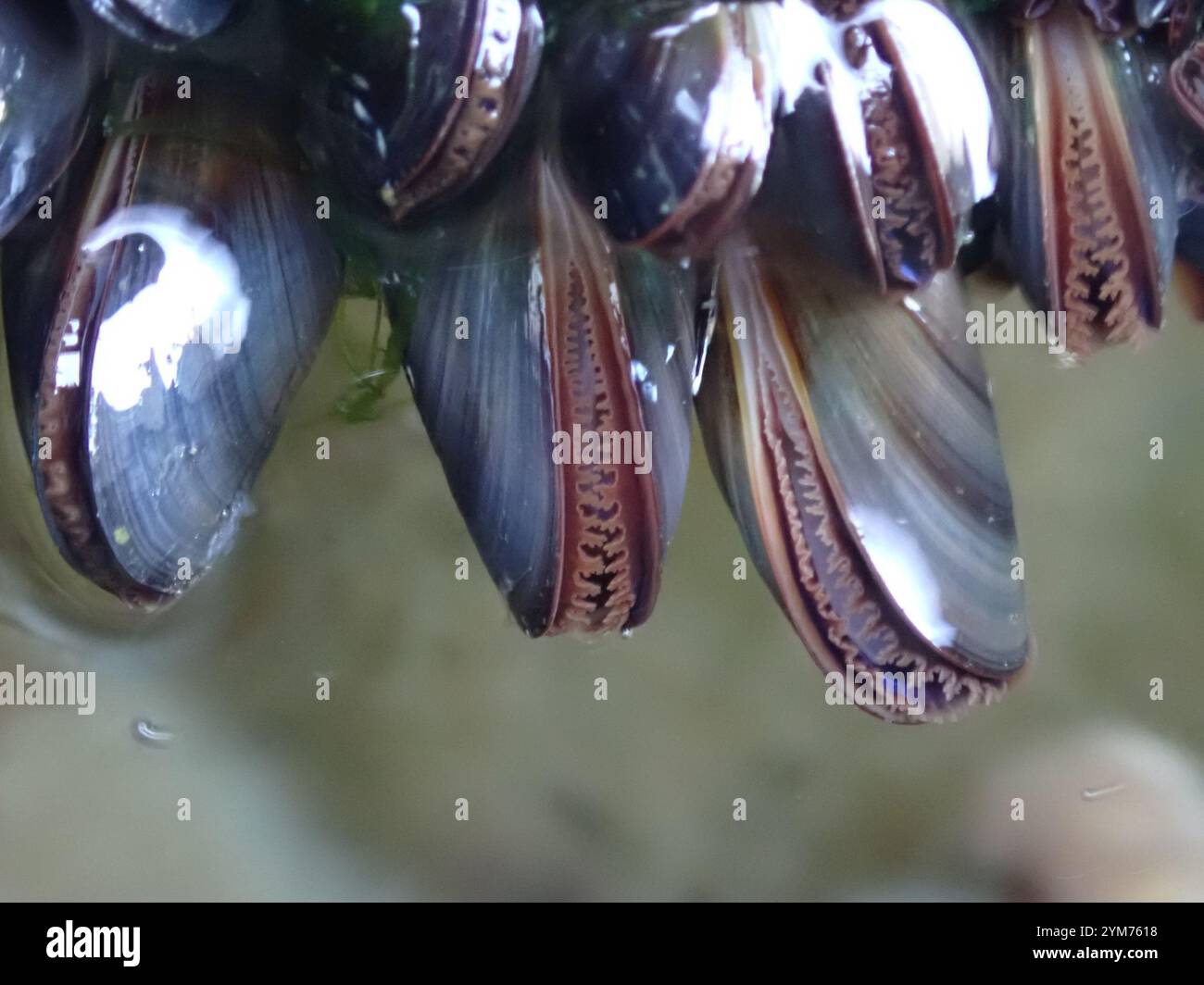 Northern Bay Mussel (Mytilus trossulus Stock Photo - Alamy
