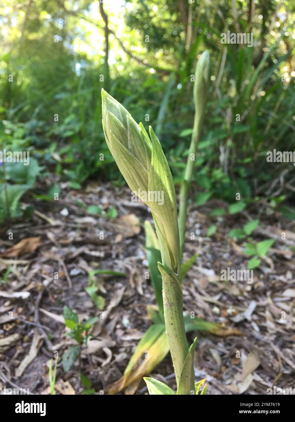 Chloraea membranacea hi-res stock photography and images - Alamy