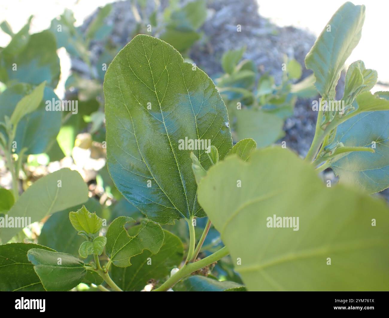 Snowbrush Ceanothus (Ceanothus velutinus Stock Photo - Alamy
