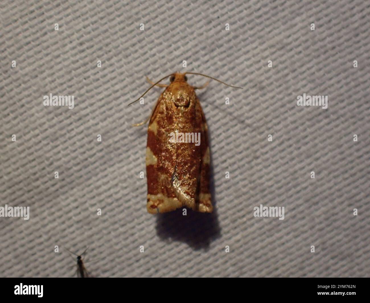 Fruit-tree Leafroller Moth (Archips argyrospila Stock Photo - Alamy