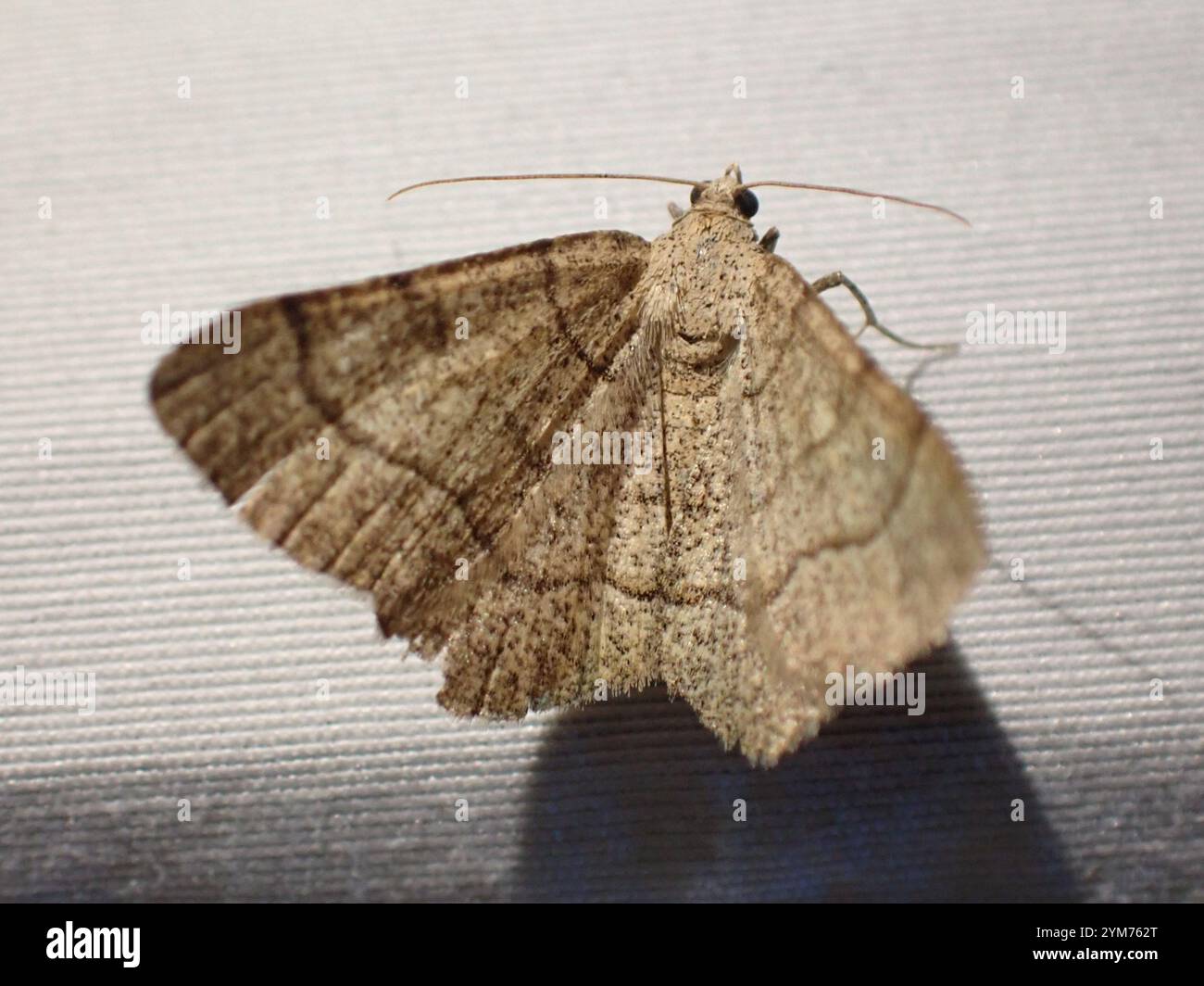 Geometer Moths (Geometridae Stock Photo - Alamy