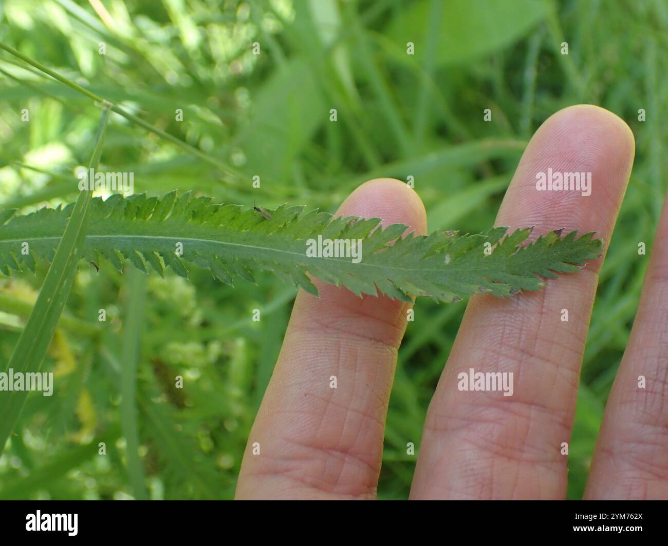 Siberian yarrow hi-res stock photography and images - Alamy