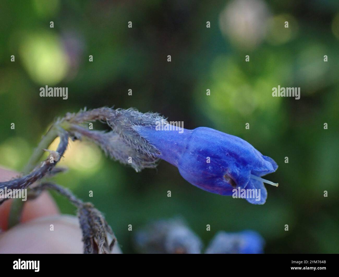 Tall Bluebell (Mertensia paniculata Stock Photo - Alamy