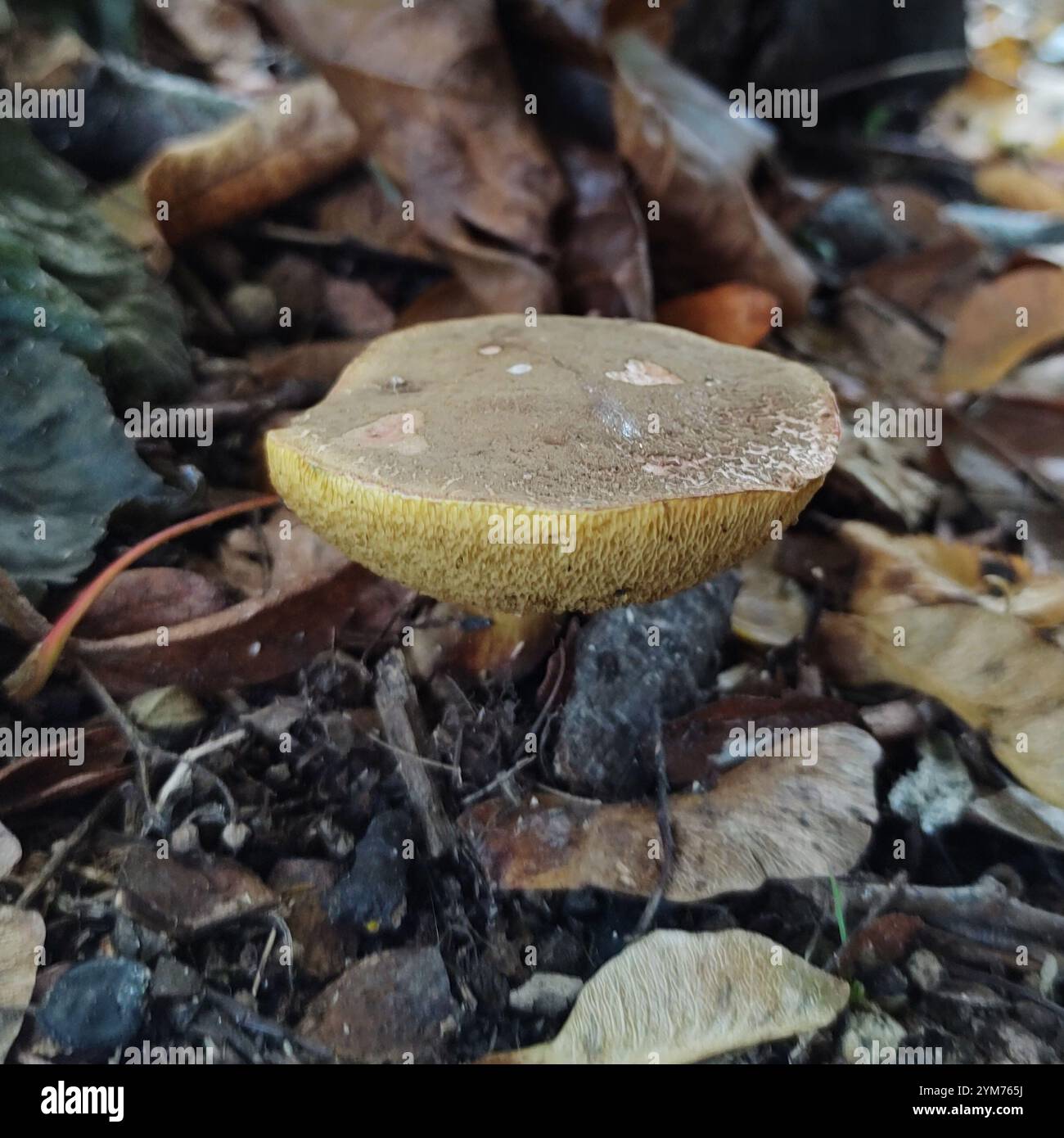 Red-cracking Bolete (Xerocomellus chrysenteron Stock Photo - Alamy