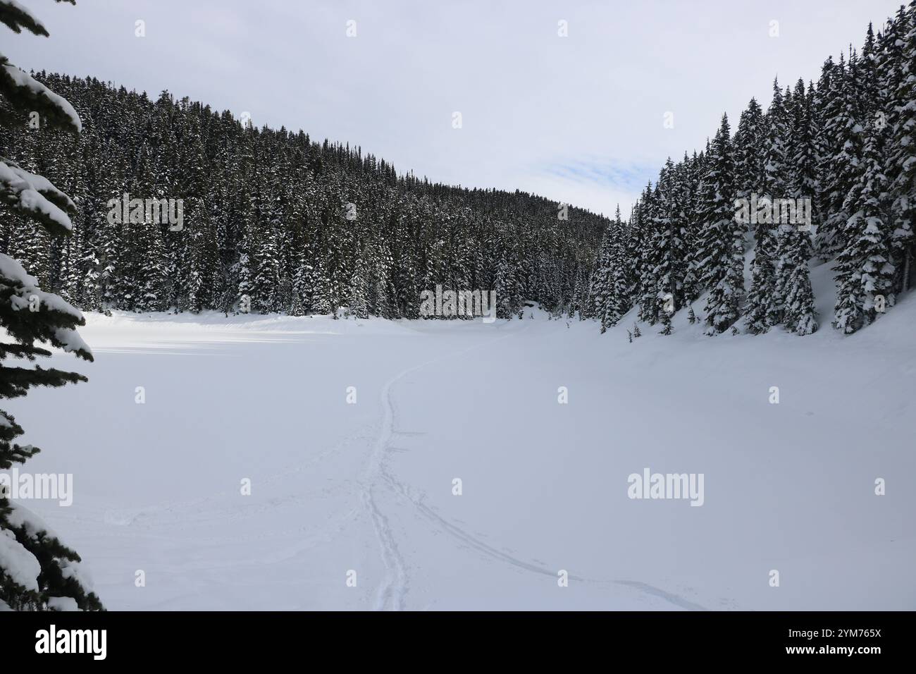 Dense snow-covered pine forests line a frozen expanse under an overcast ...