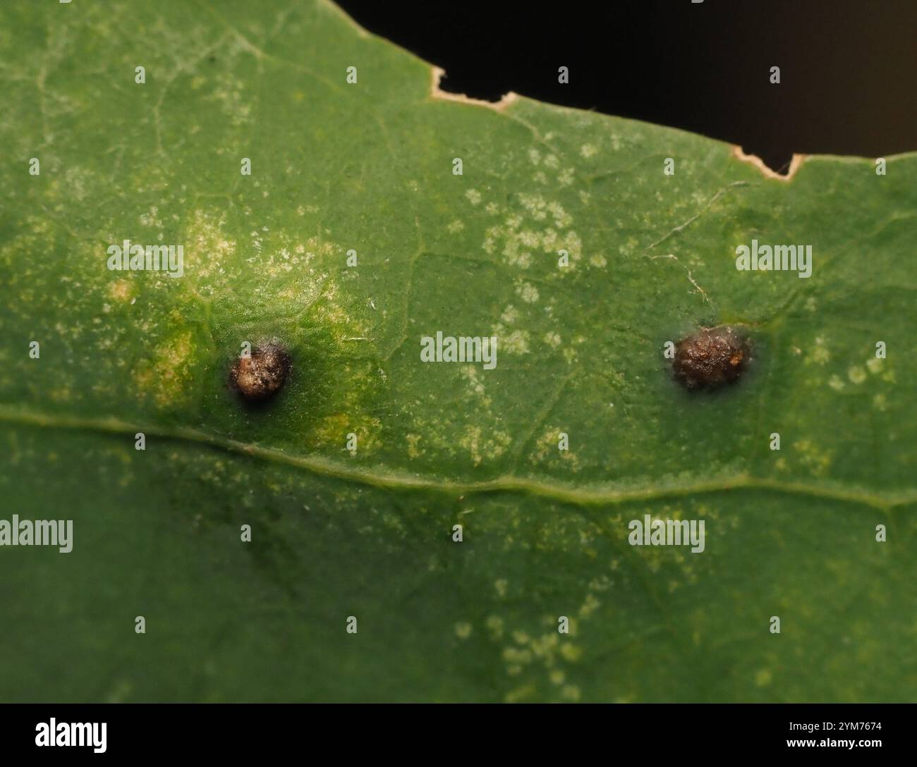 oak flake gall wasp (Neuroterus quercusverrucarum Stock Photo - Alamy