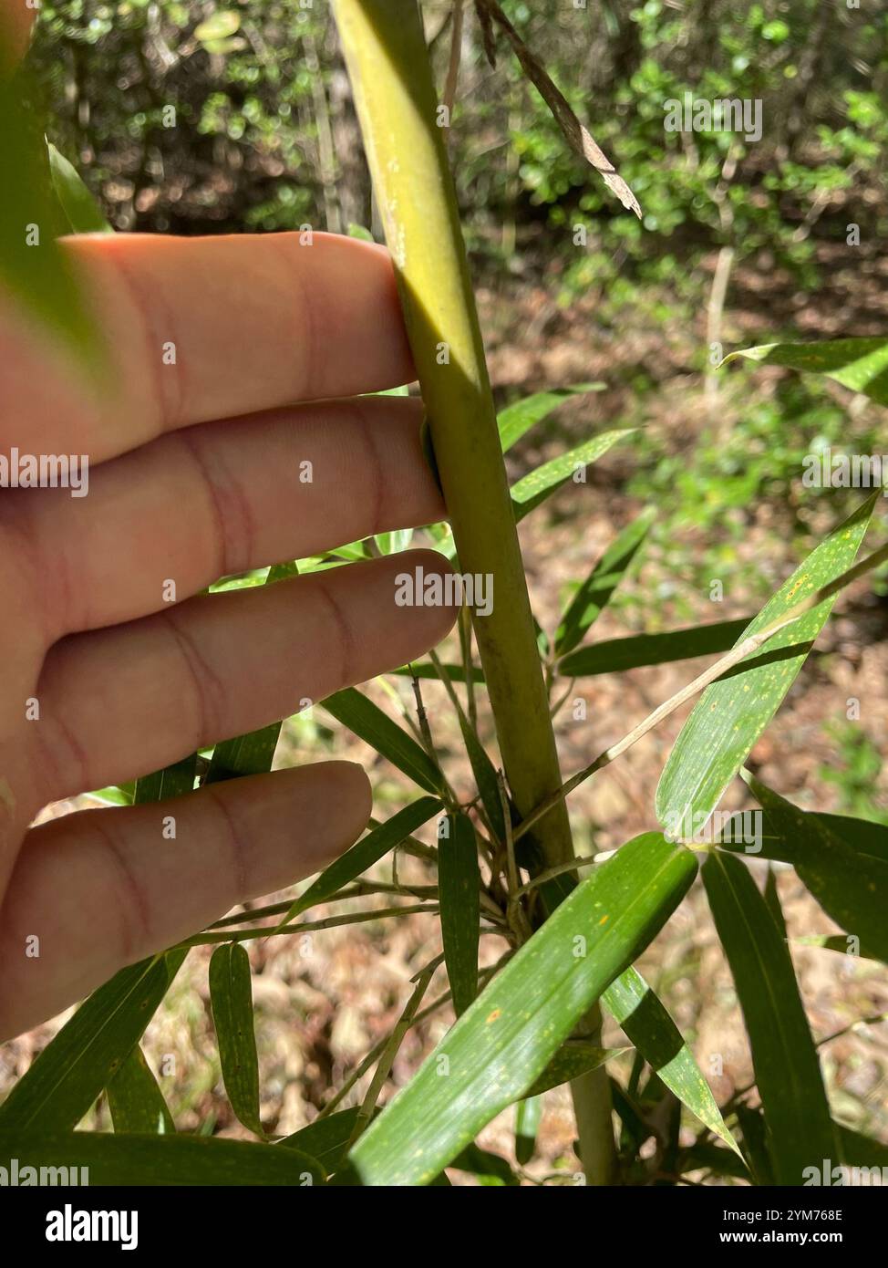 river cane (Arundinaria gigantea Stock Photo - Alamy