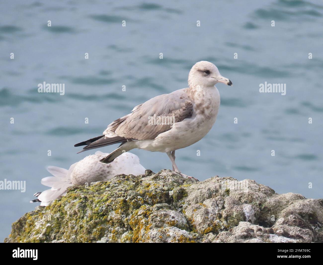 California Gull (Larus californicus Stock Photo - Alamy