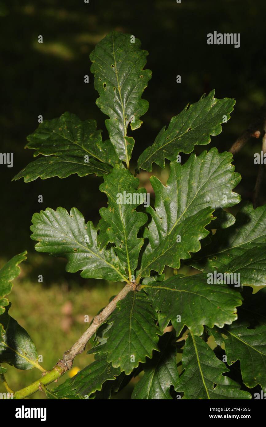 sessile oak (Quercus petraea Stock Photo - Alamy