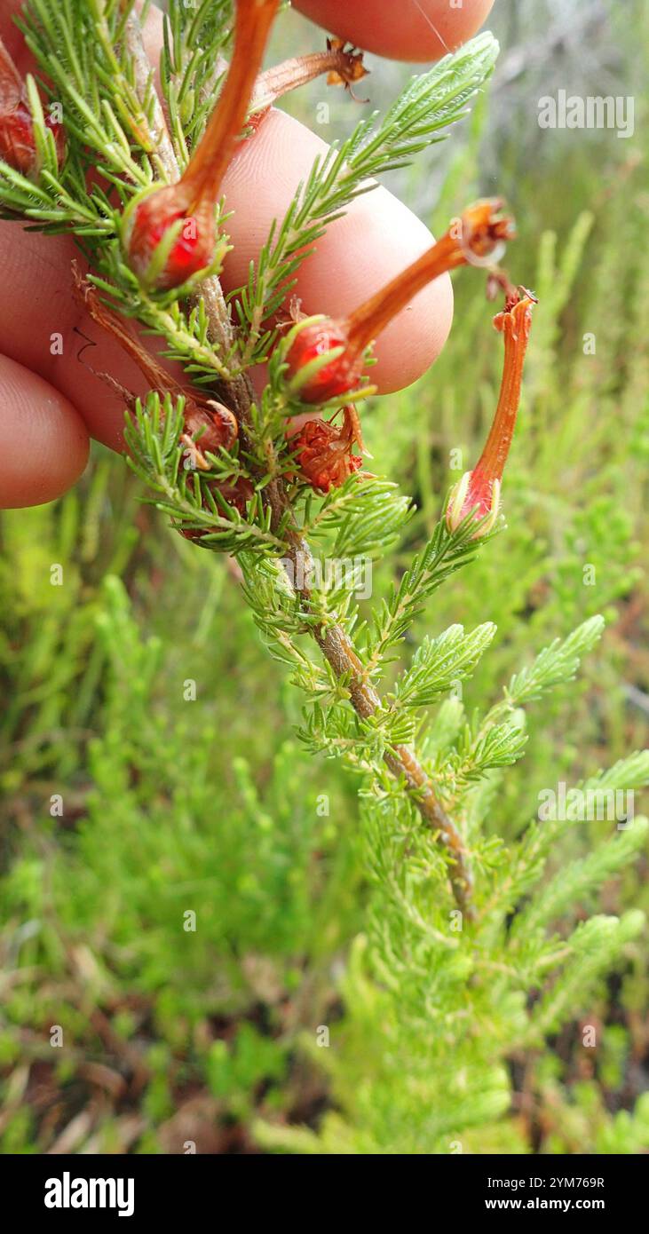 Water Heath (Erica curviflora Stock Photo - Alamy