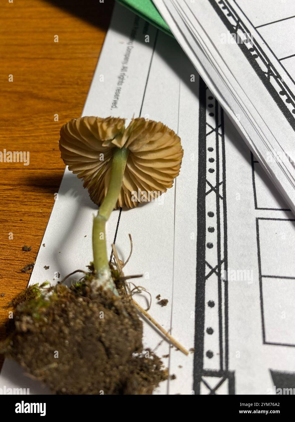 Mouse-pee Pinkgill (Entoloma incanum Stock Photo - Alamy