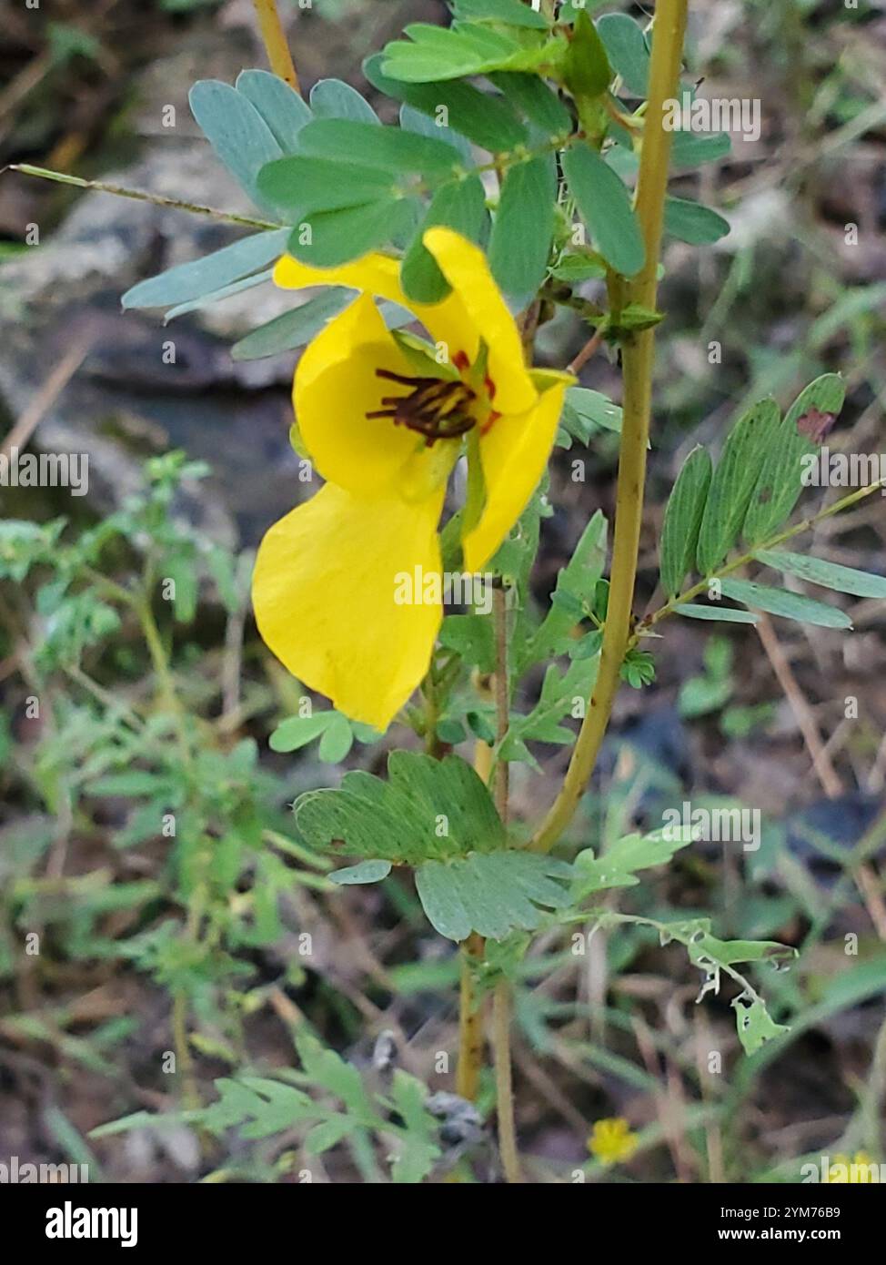 partridge pea (Chamaecrista fasciculata Stock Photo - Alamy