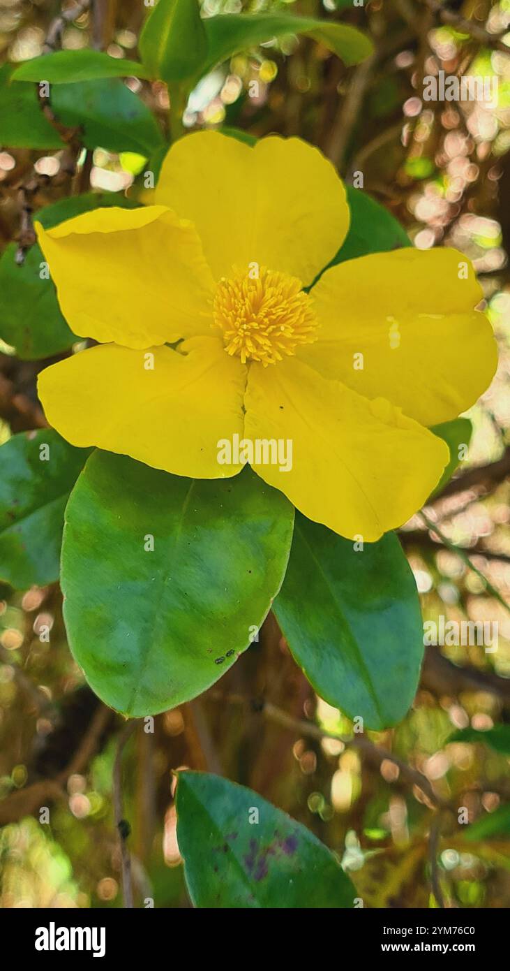 Climbing Guinea flower (Hibbertia scandens Stock Photo - Alamy