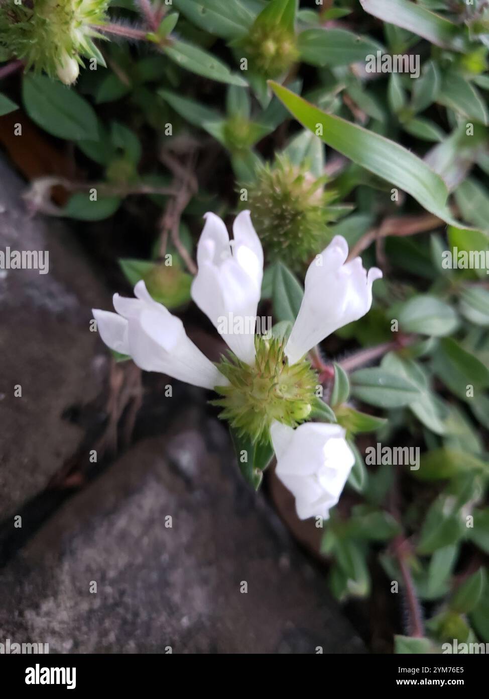 largeflower Mexican clover (Richardia grandiflora Stock Photo - Alamy