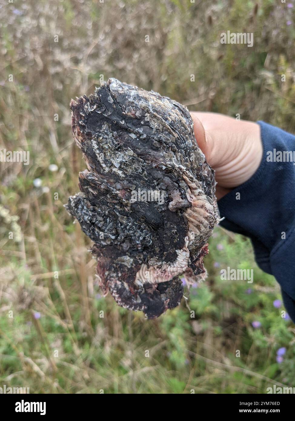 Northern Watersnake (Nerodia sipedon sipedon Stock Photo - Alamy