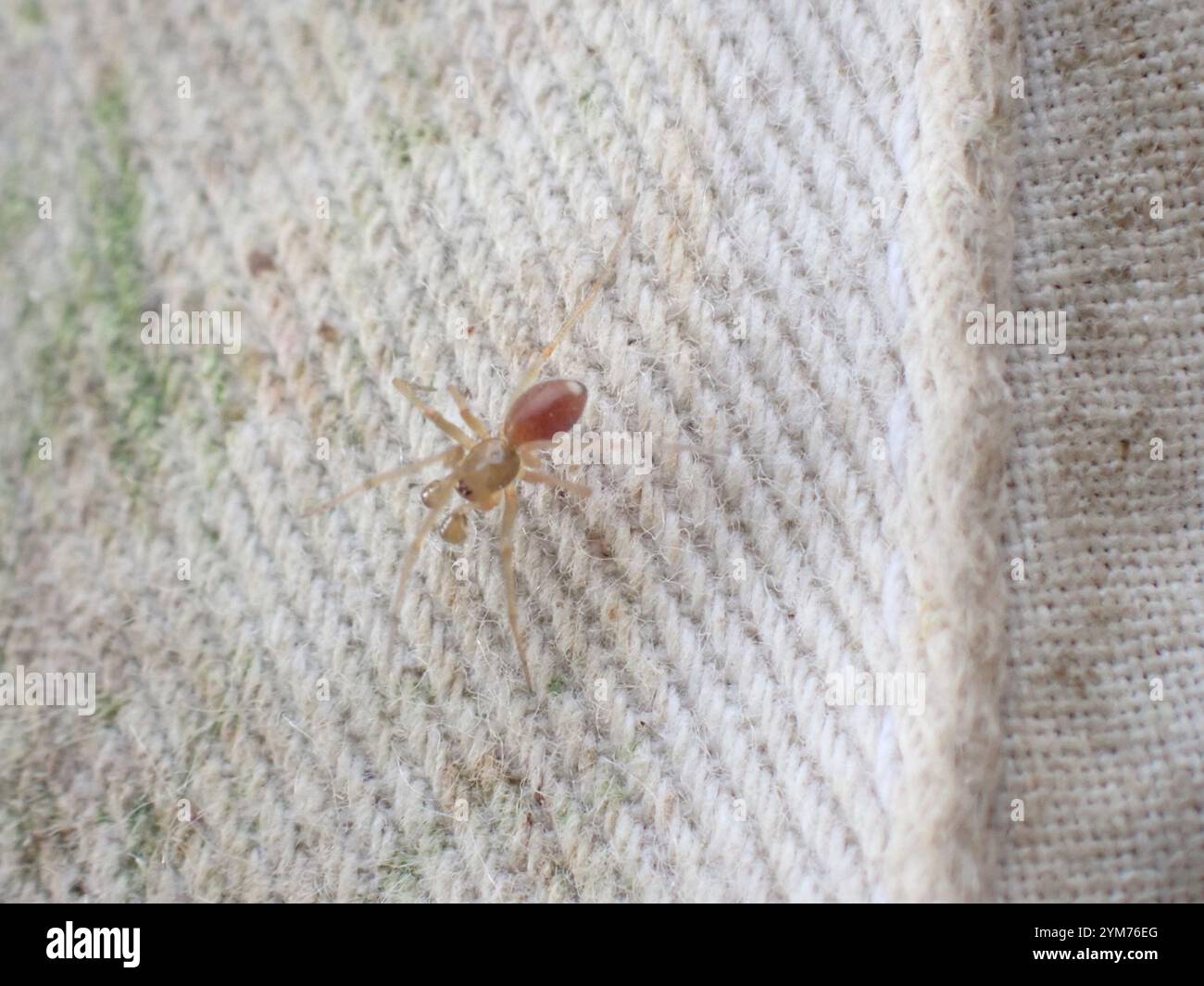 Typical Spiders (Araneomorphae Stock Photo - Alamy