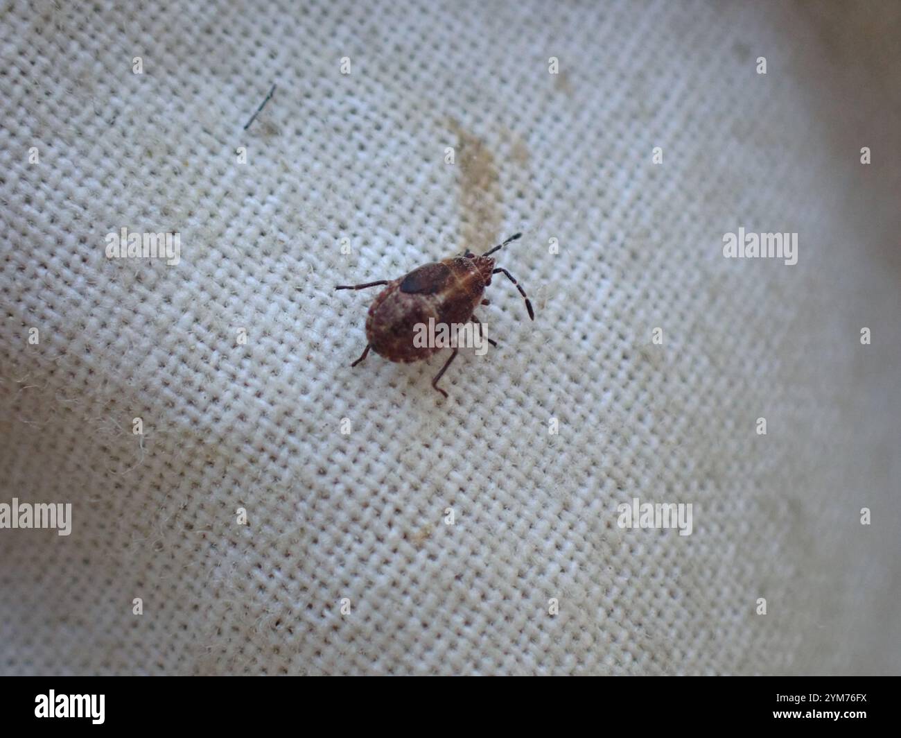 True Bugs (Heteroptera Stock Photo - Alamy