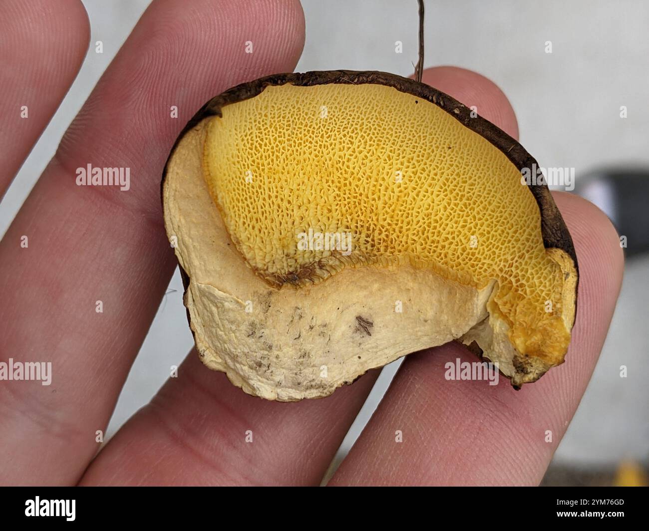 ash-tree bolete (Boletinellus merulioides Stock Photo - Alamy