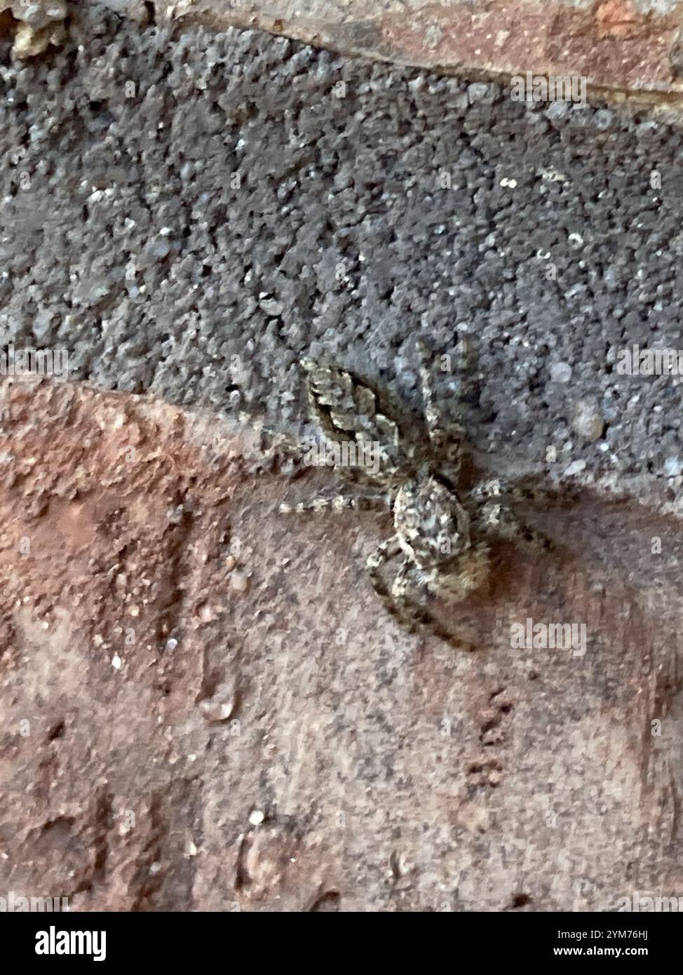 Tan Jumping Spider (Platycryptus undatus Stock Photo - Alamy