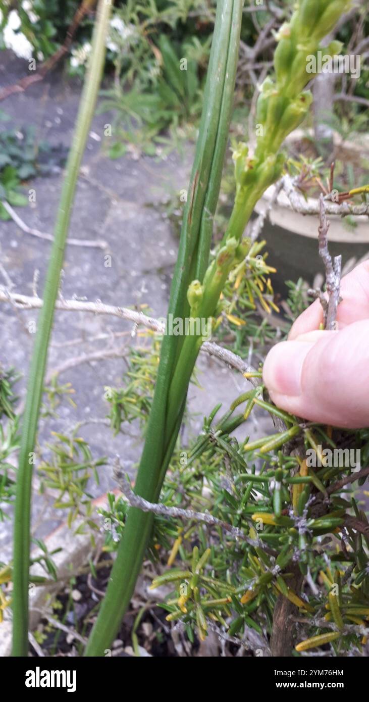 common onion-orchid (Microtis unifolia Stock Photo - Alamy