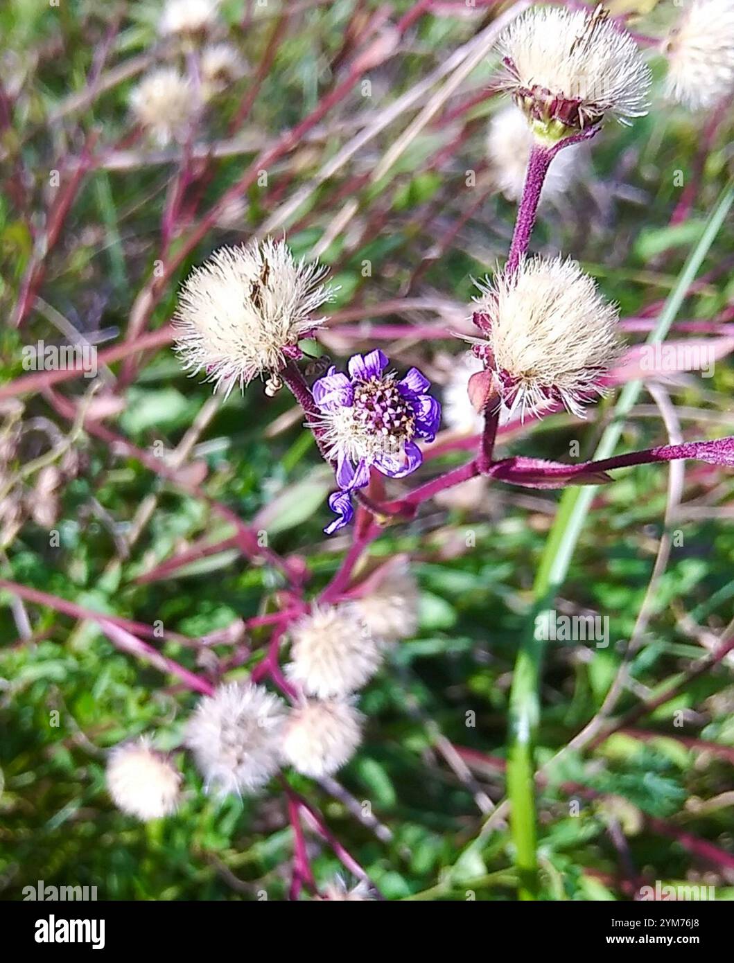 Italian Aster (Aster amellus Stock Photo - Alamy