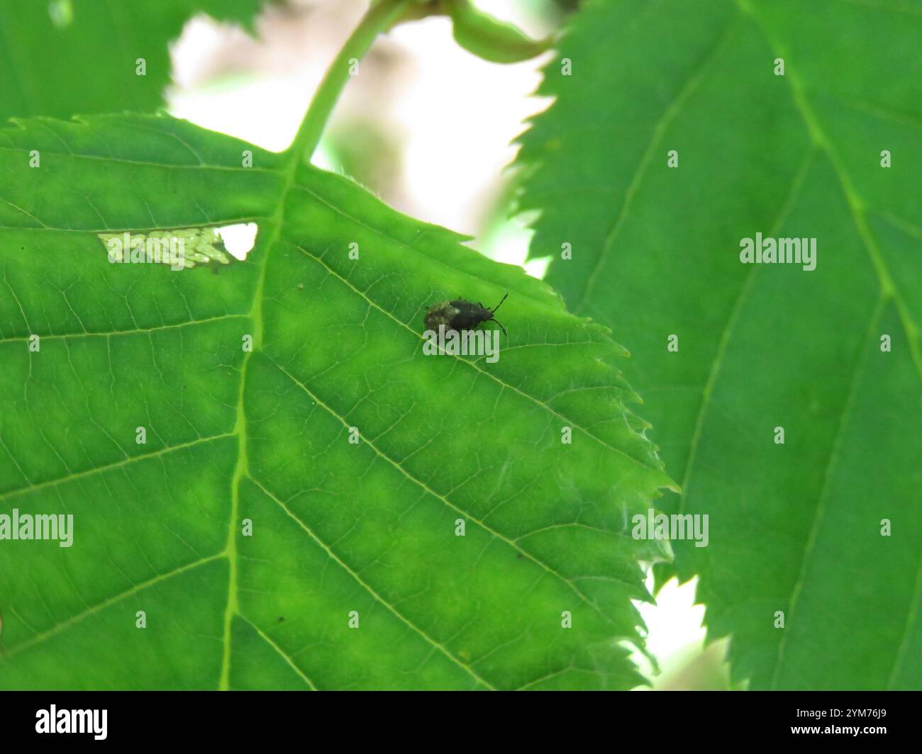True Bugs (Heteroptera Stock Photo - Alamy