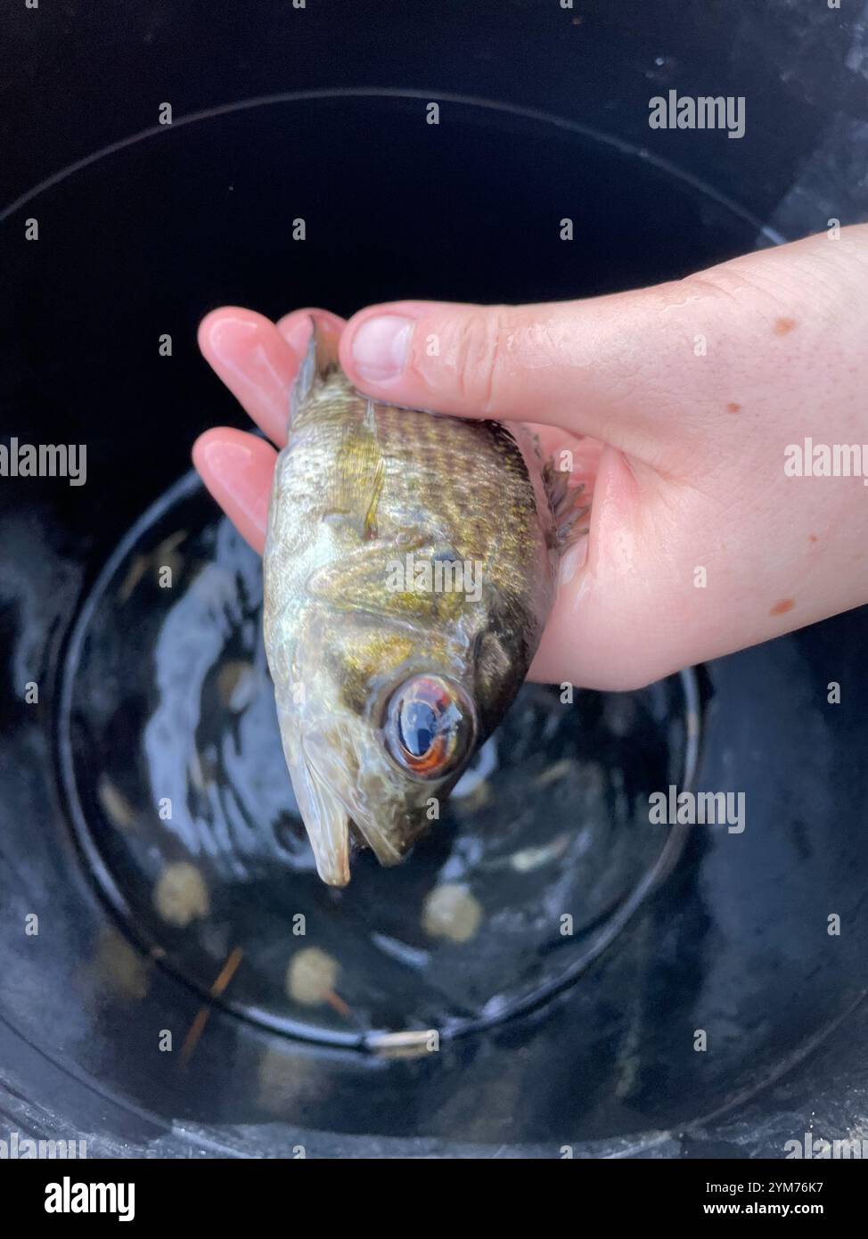Rock Bass (Ambloplites rupestris Stock Photo - Alamy