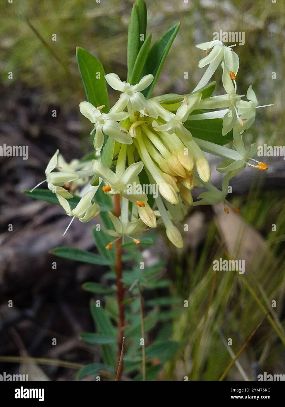 Queen of the Bush (Pimelea linifolia Stock Photo - Alamy