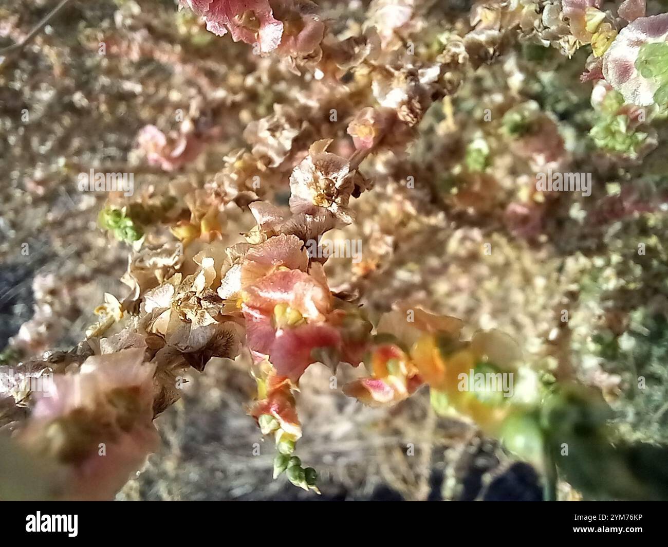 Mediterranean saltwort (Caroxylon vermiculatum Stock Photo - Alamy