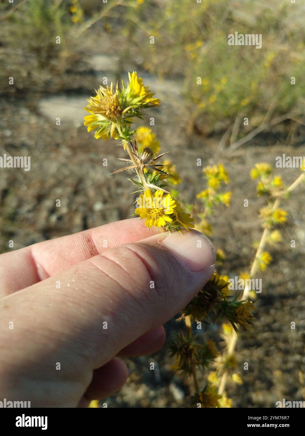 Common Spikeweed (Centromadia pungens pungens Stock Photo - Alamy